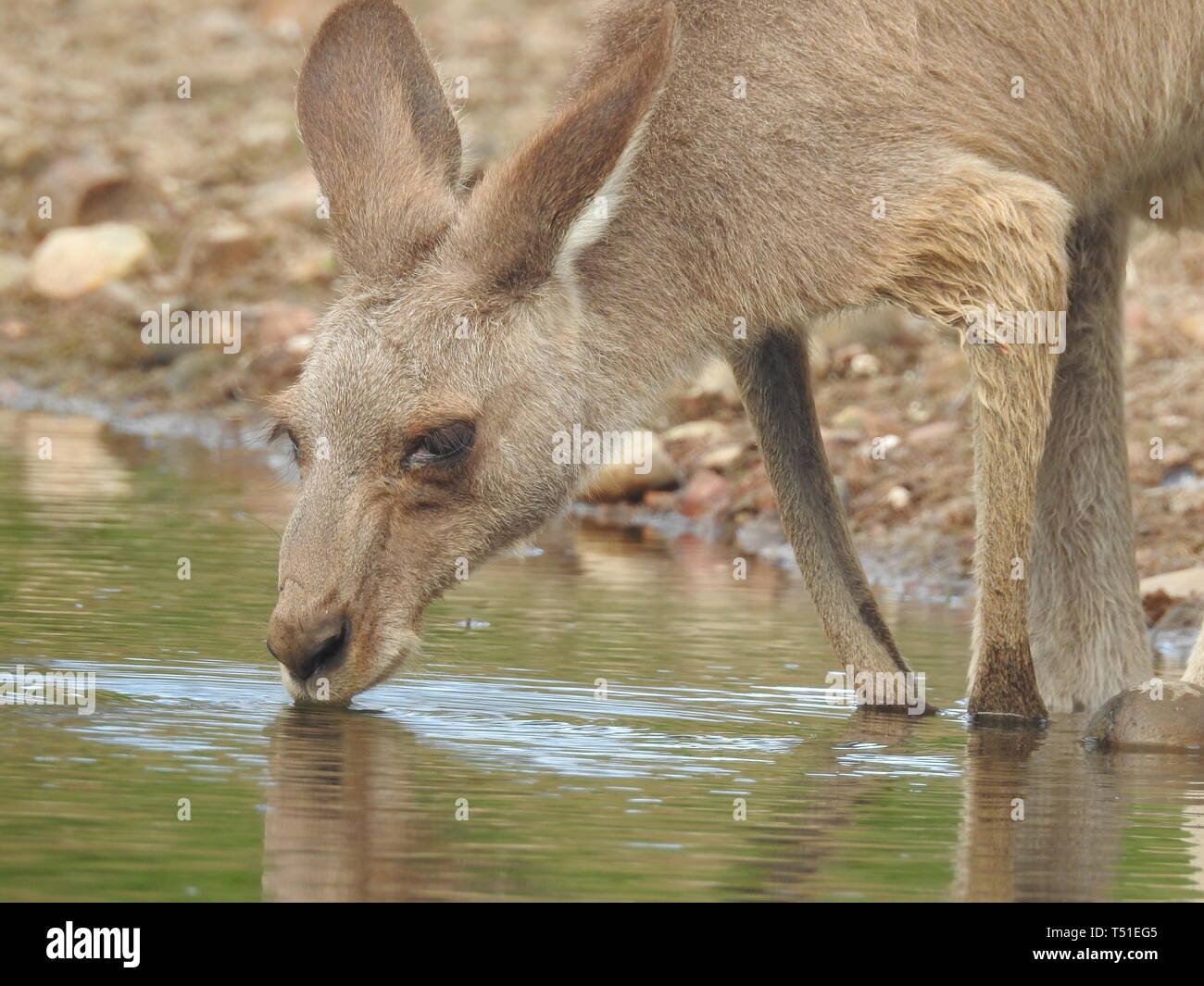 Quenching a thirst Stock Photo - Alamy