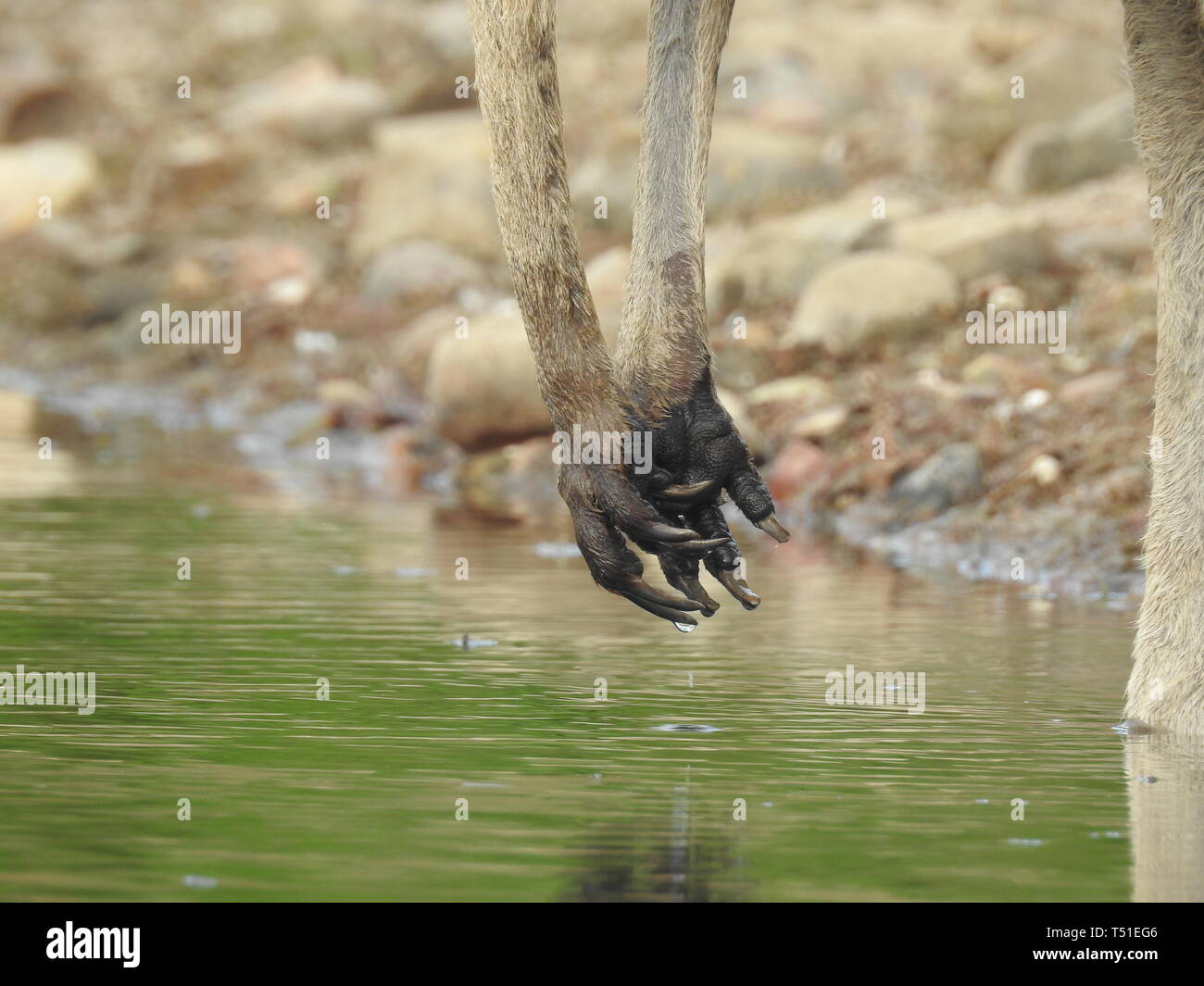 Kangaroo paws hi-res stock photography and images - Alamy
