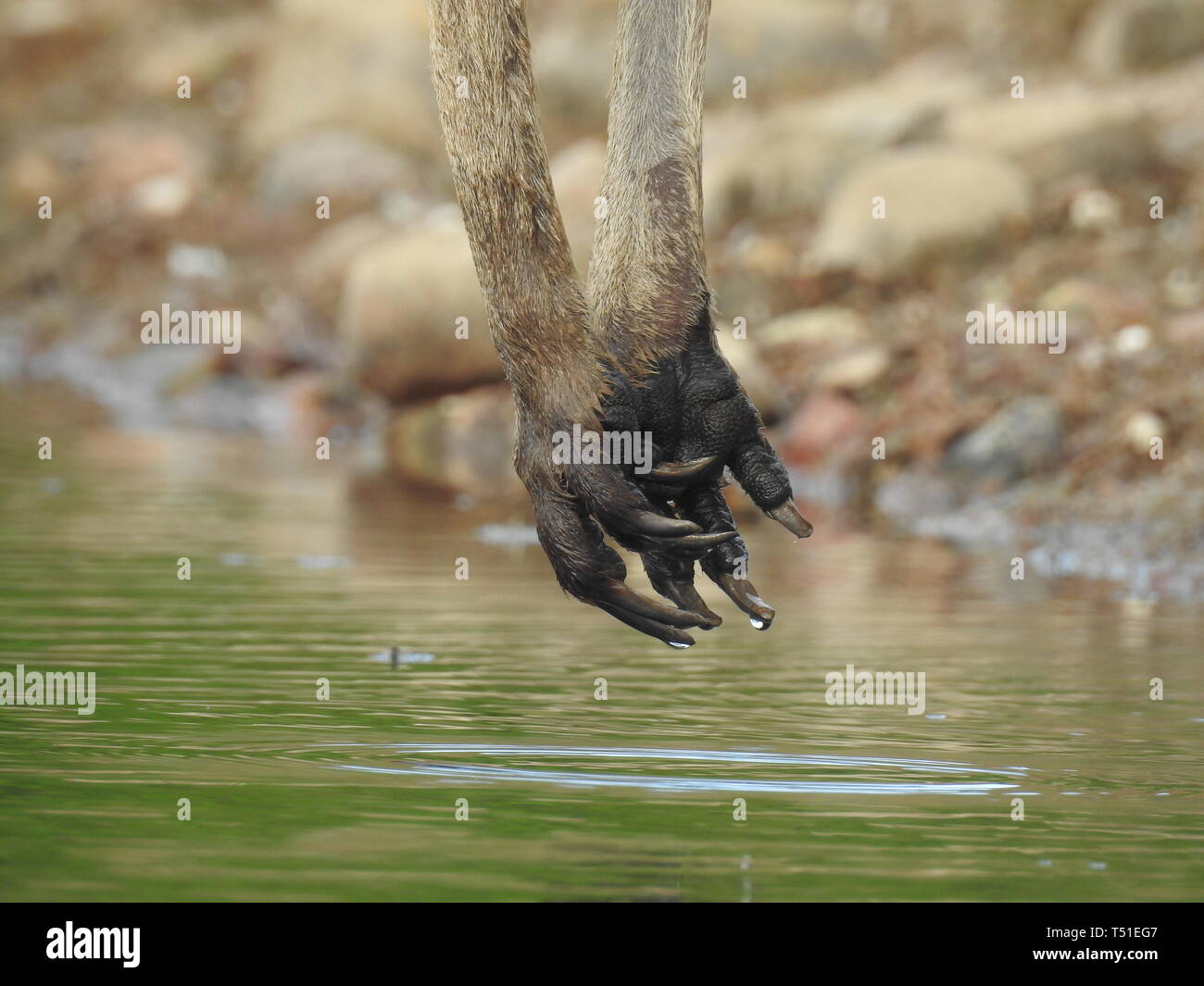 Kangaroo fingers hi-res stock photography and images - Alamy