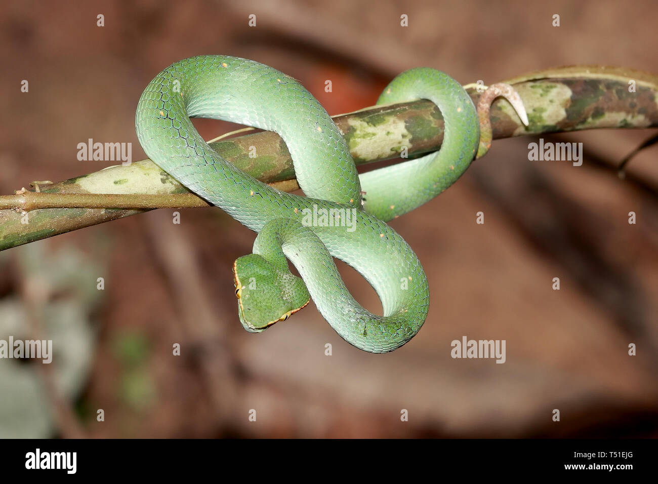 Borneo keeled pit viper hi-res stock photography and images - Alamy
