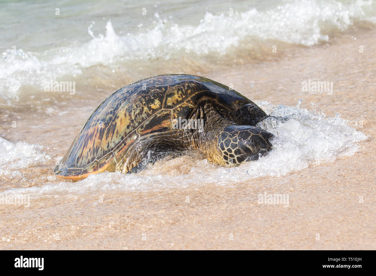 Green Sea Turtle Stock Photo - Alamy