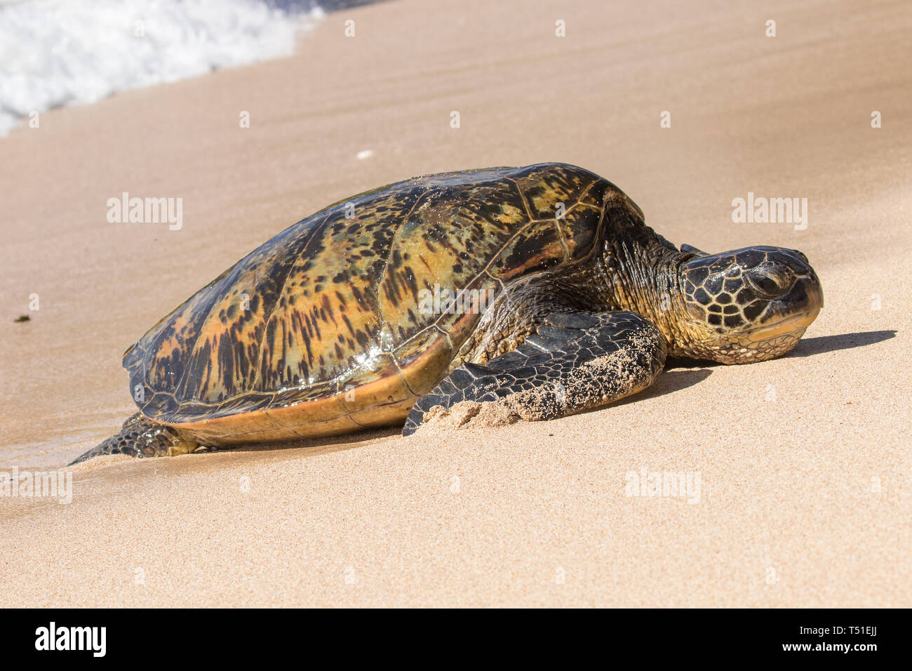 Green Sea Turtle Stock Photo - Alamy