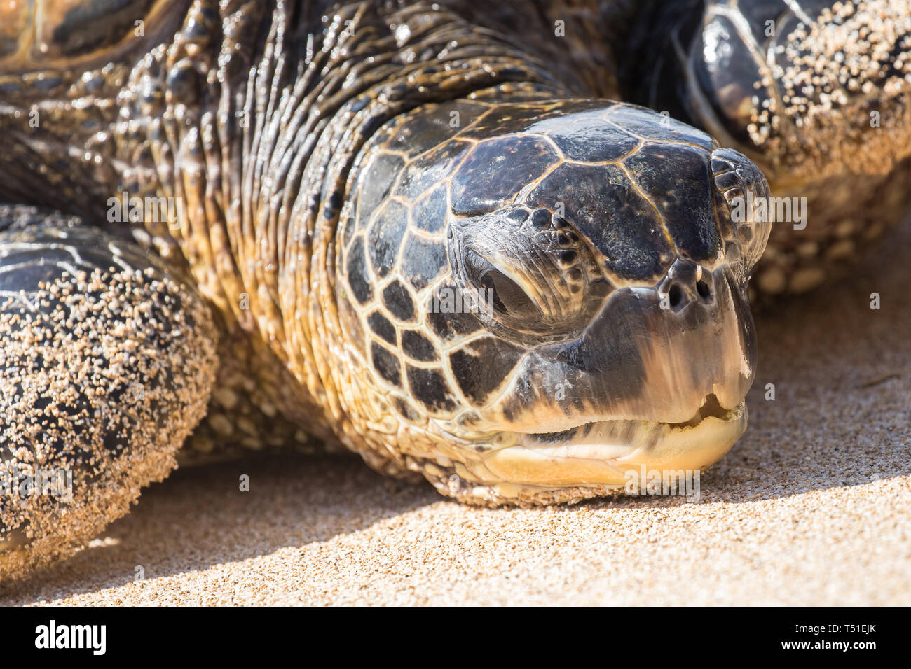 Green Sea Turtle Stock Photo - Alamy
