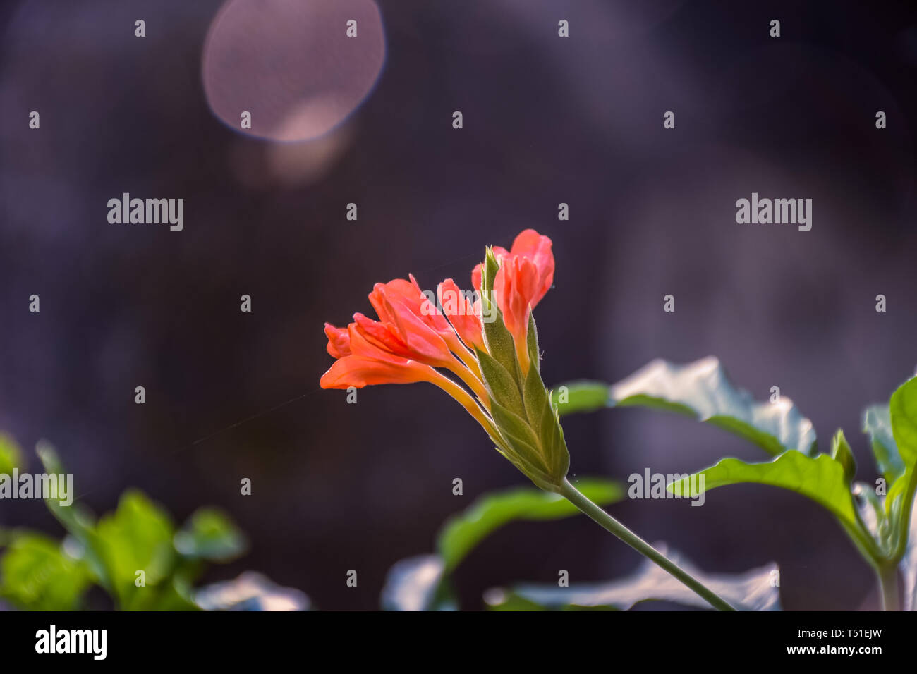 Flower - Crossandra infundibuliformis Stock Photo - Alamy