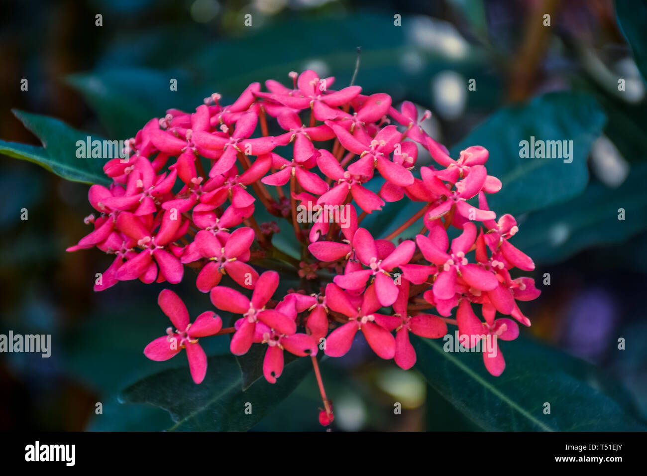 Aboli flower hi-res stock photography and images - Alamy