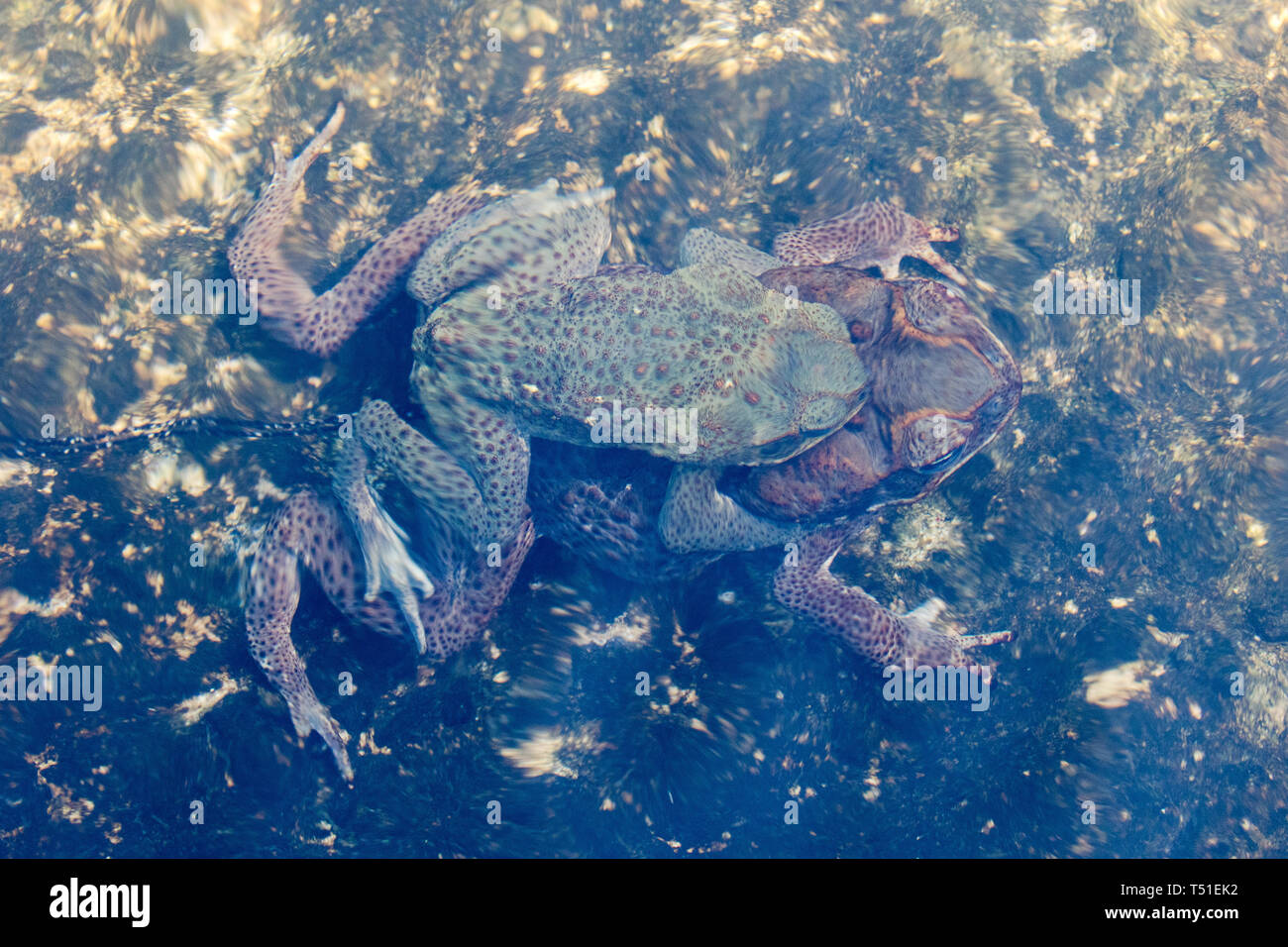 Australian feral species hi-res stock photography and images - Alamy