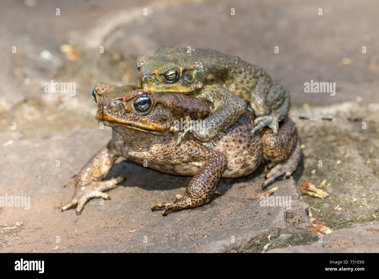 Amplexing toads hi-res stock photography and images - Alamy