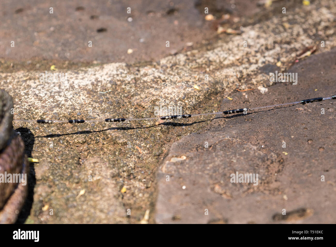 Toad eggs hi-res stock photography and images - Alamy