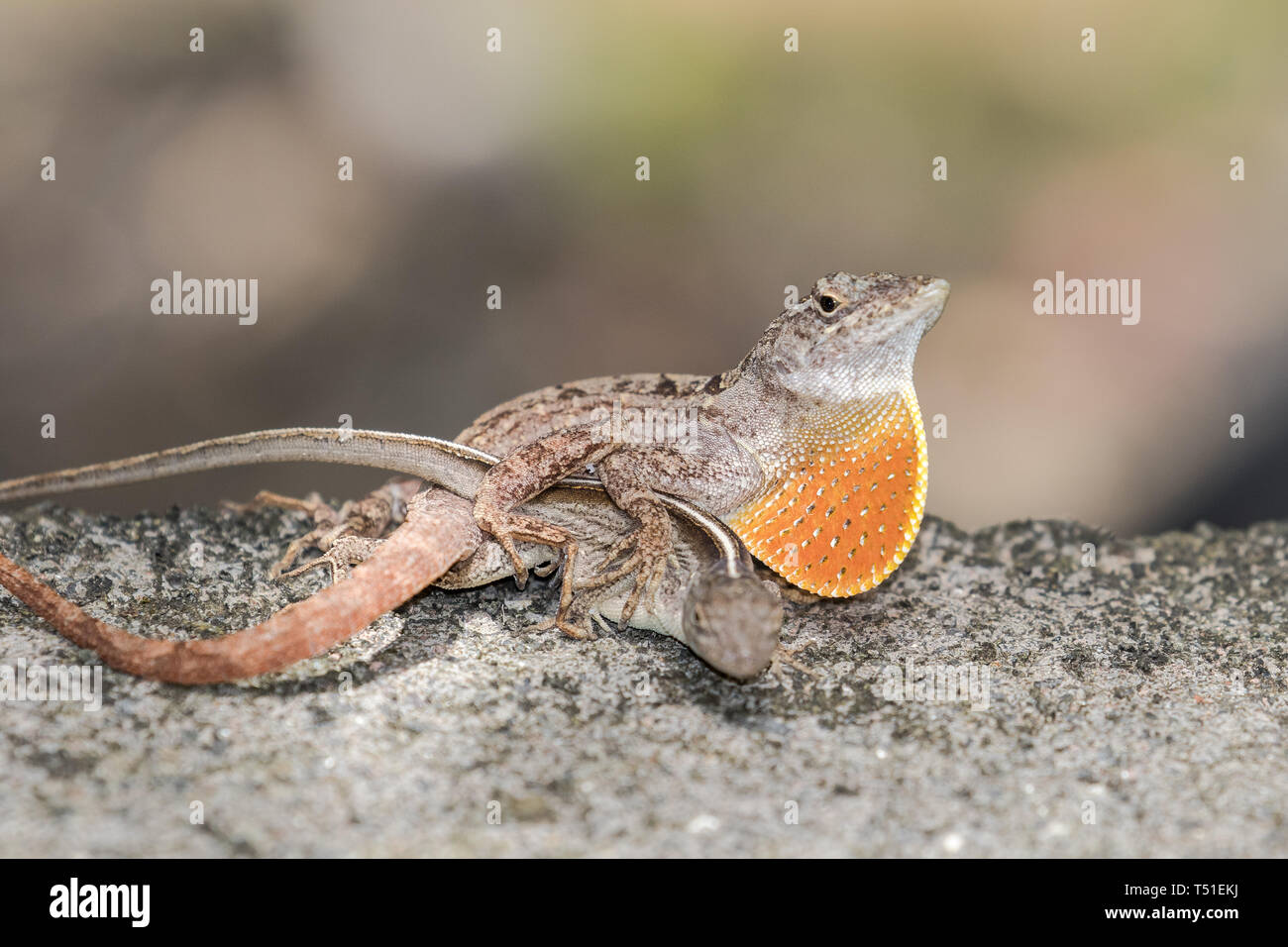 Brown Anole