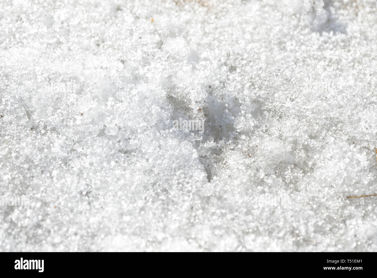Abstract snow texture. Early spring snow background close up Stock ...