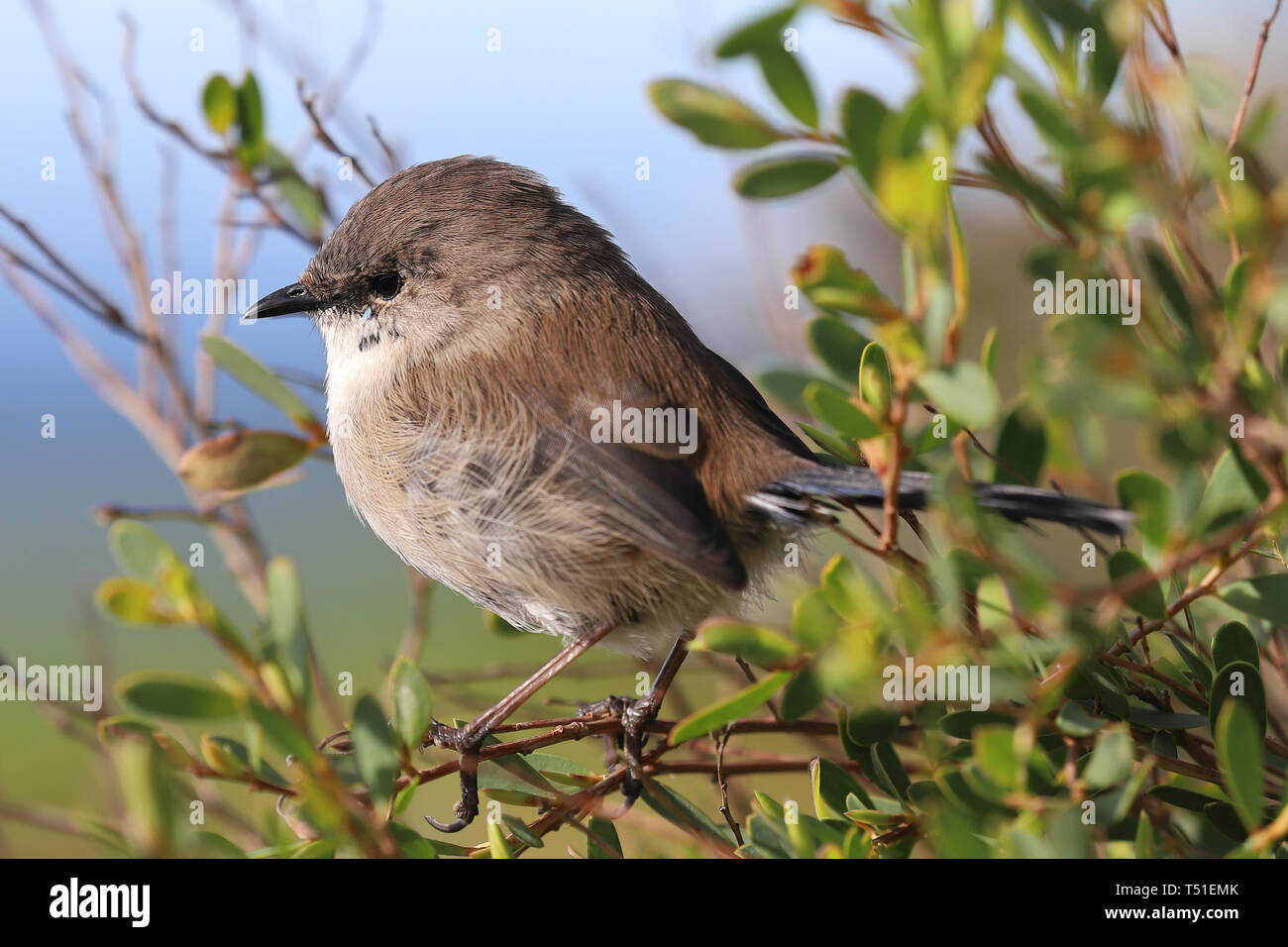 Superb Fairy Wren Stock Photo - Alamy
