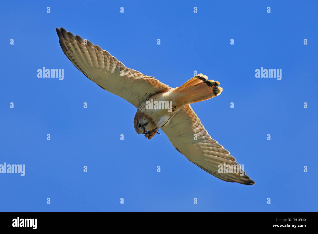 Nankeen Kestrel feeding Stock Photo - Alamy
