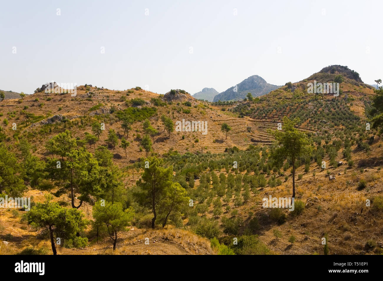 Mountain landscape of Turkey with agricultural landings. Plants Stock ...