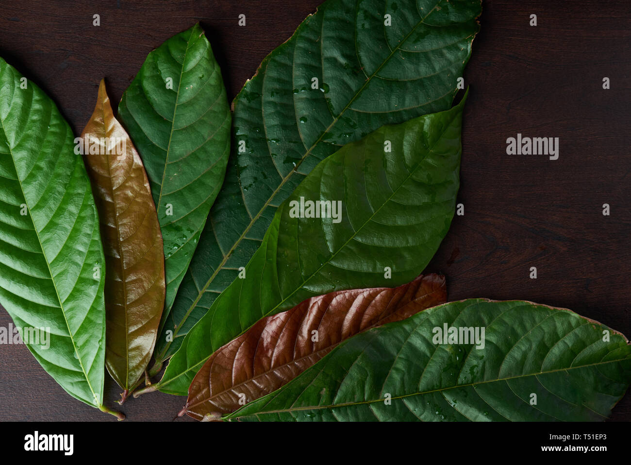 Cacao pod texture hi-res stock photography and images - Alamy