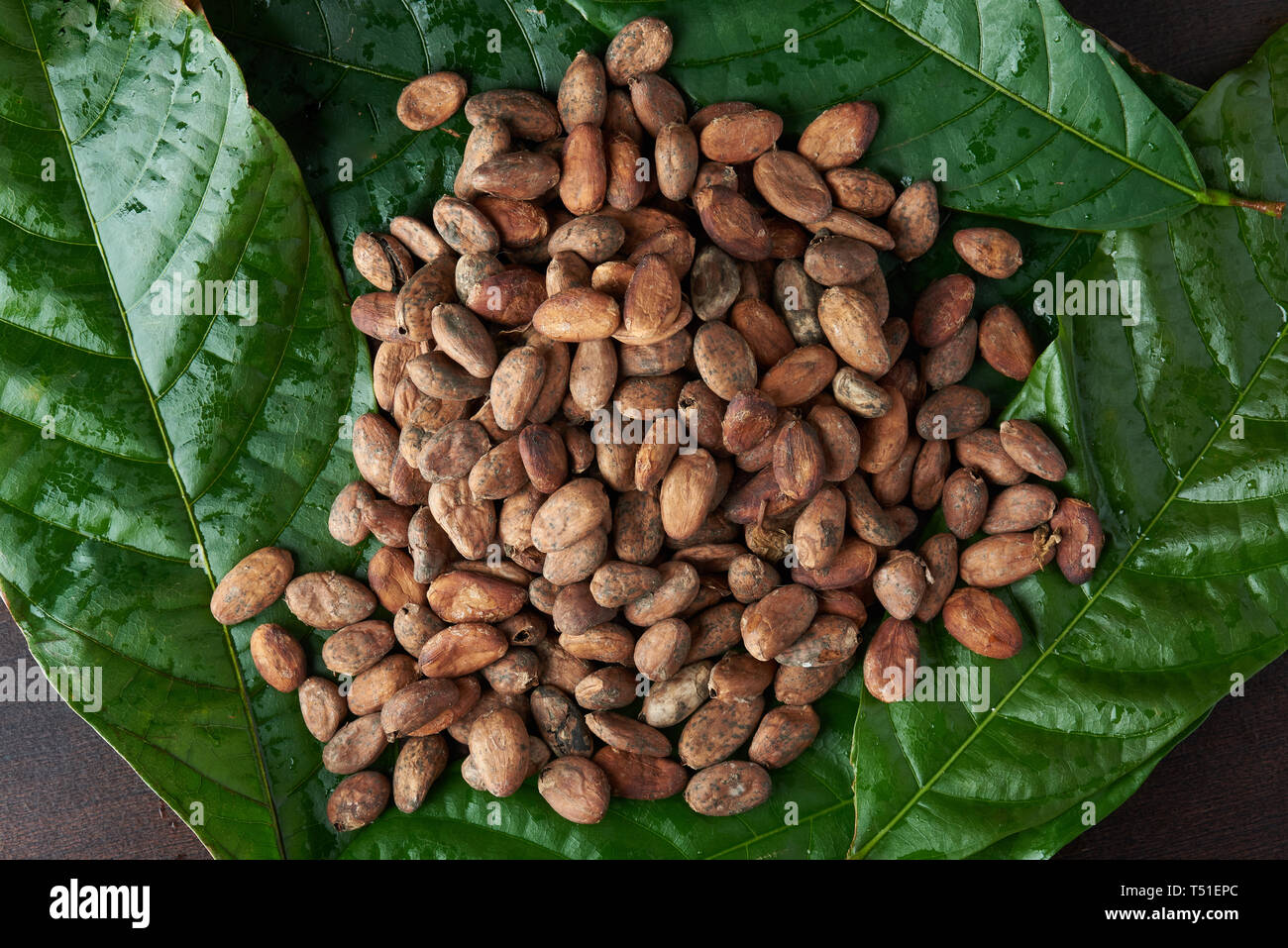 Pile of dry cocoa beans on green plant leafs background Stock Photo - Alamy