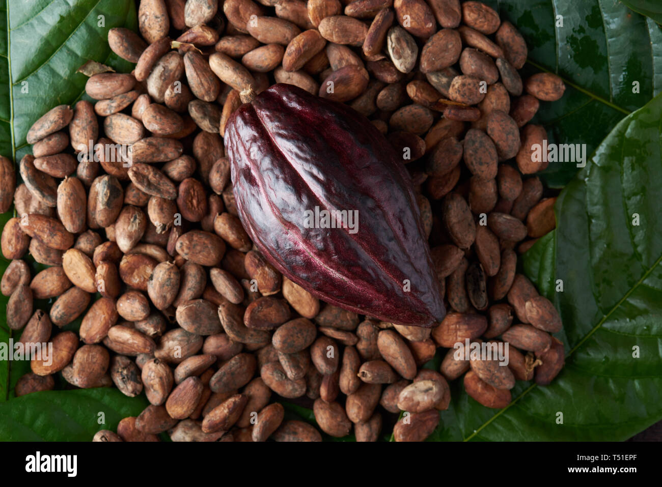 Red cacao pod lay on lay seeds and green leafs Stock Photo - Alamy
