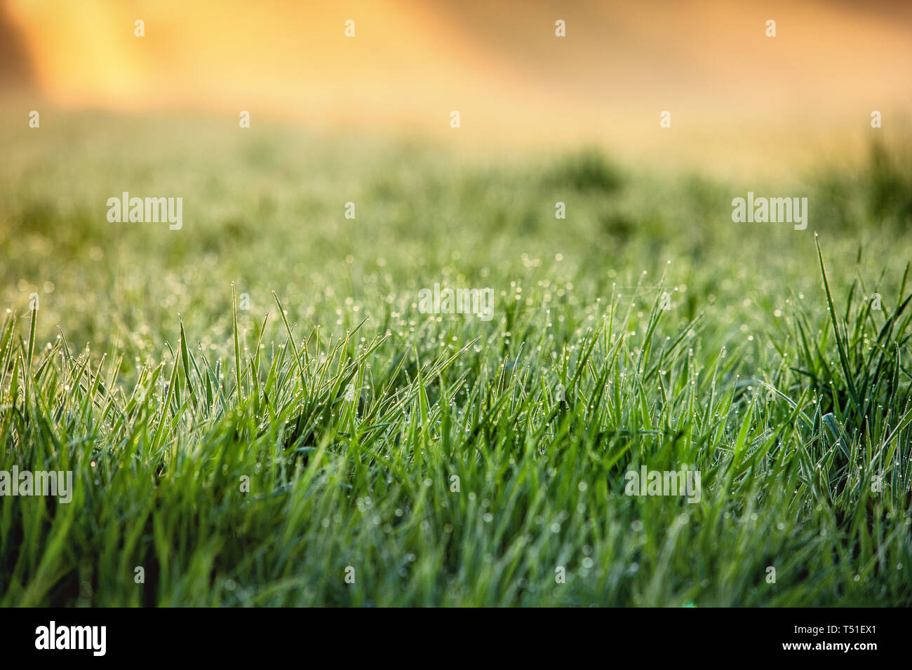 Morning dew. Dew drop macro in sunrise after rain on green grass ...