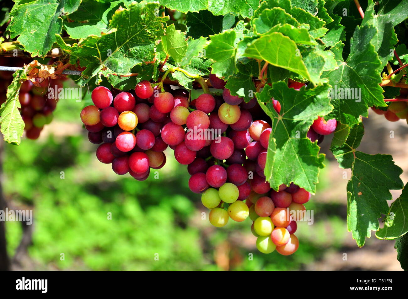 Bunch of grapes Stock Photo - Alamy