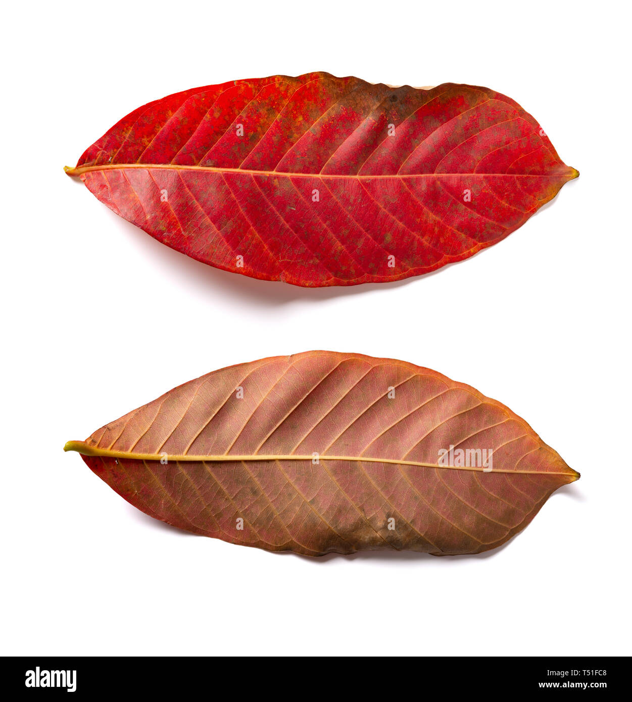 top and bottom of a red leaf on white background Stock Photo - Alamy