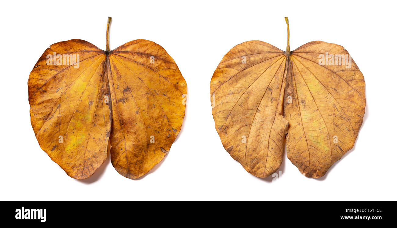front and back of a dry leaf on white background Stock Photo - Alamy