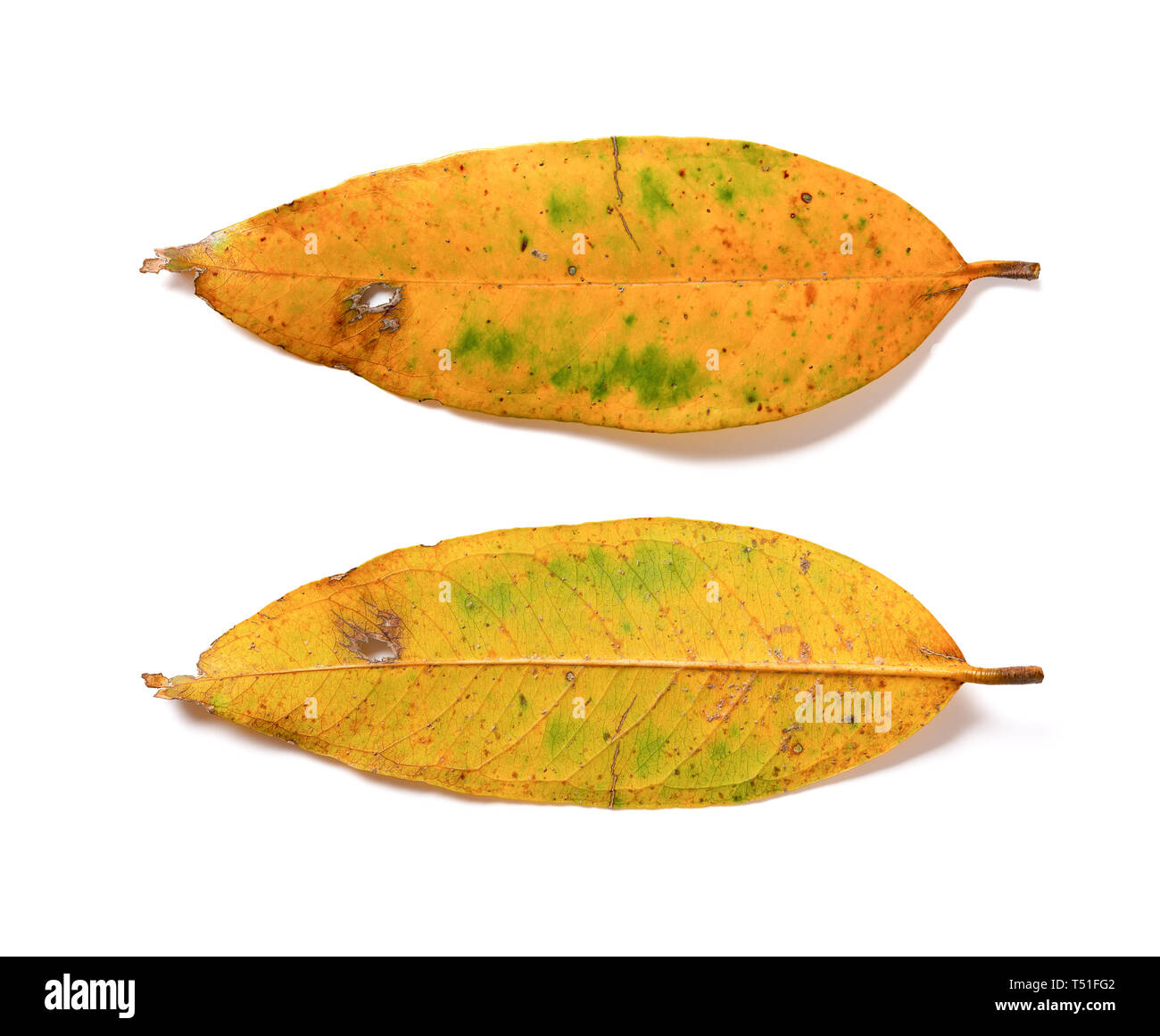 front and back of a dry leaf on white background Stock Photo - Alamy