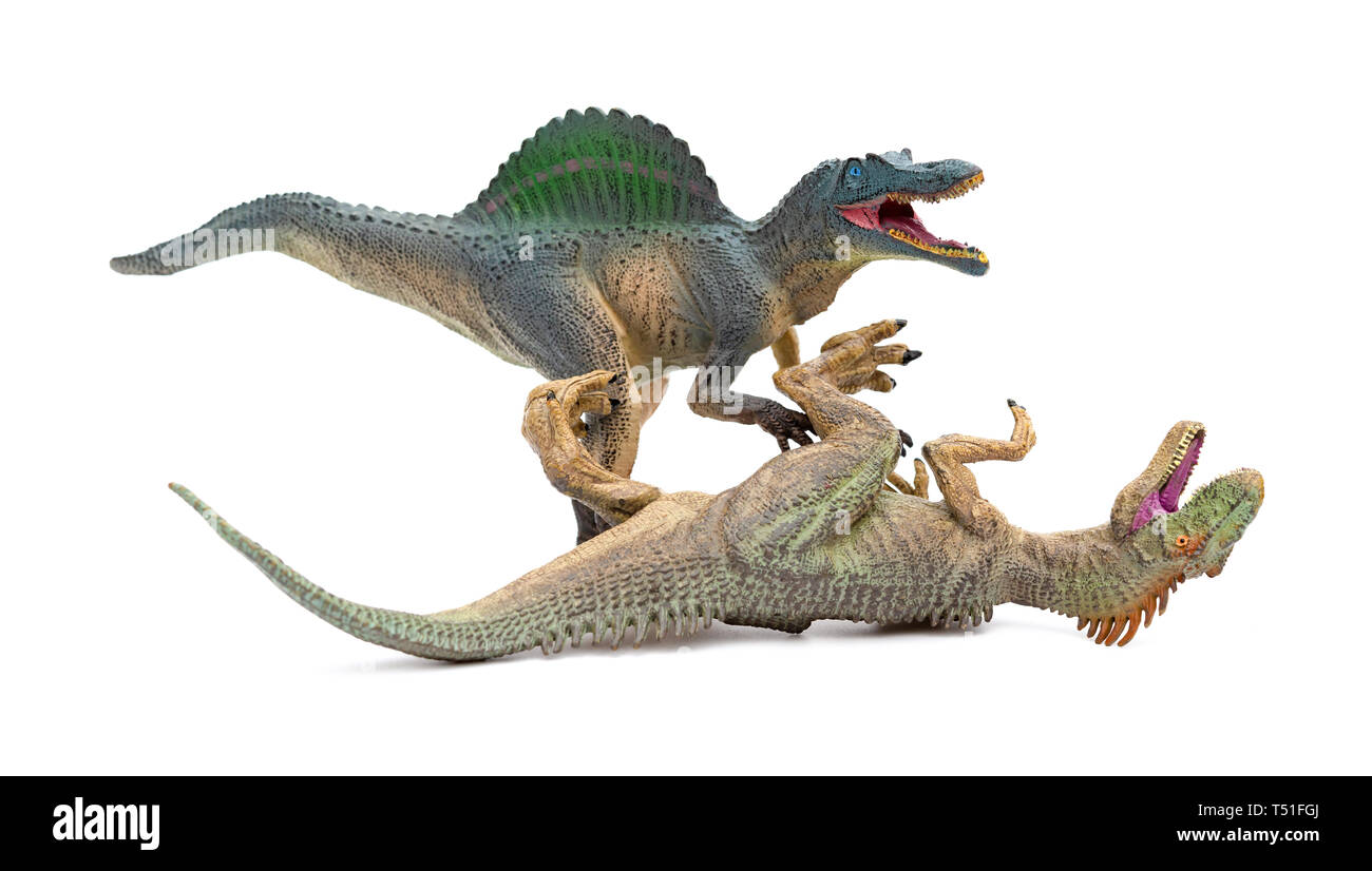 spinosaurus fights with allosaurus on a white background Stock Photo ...