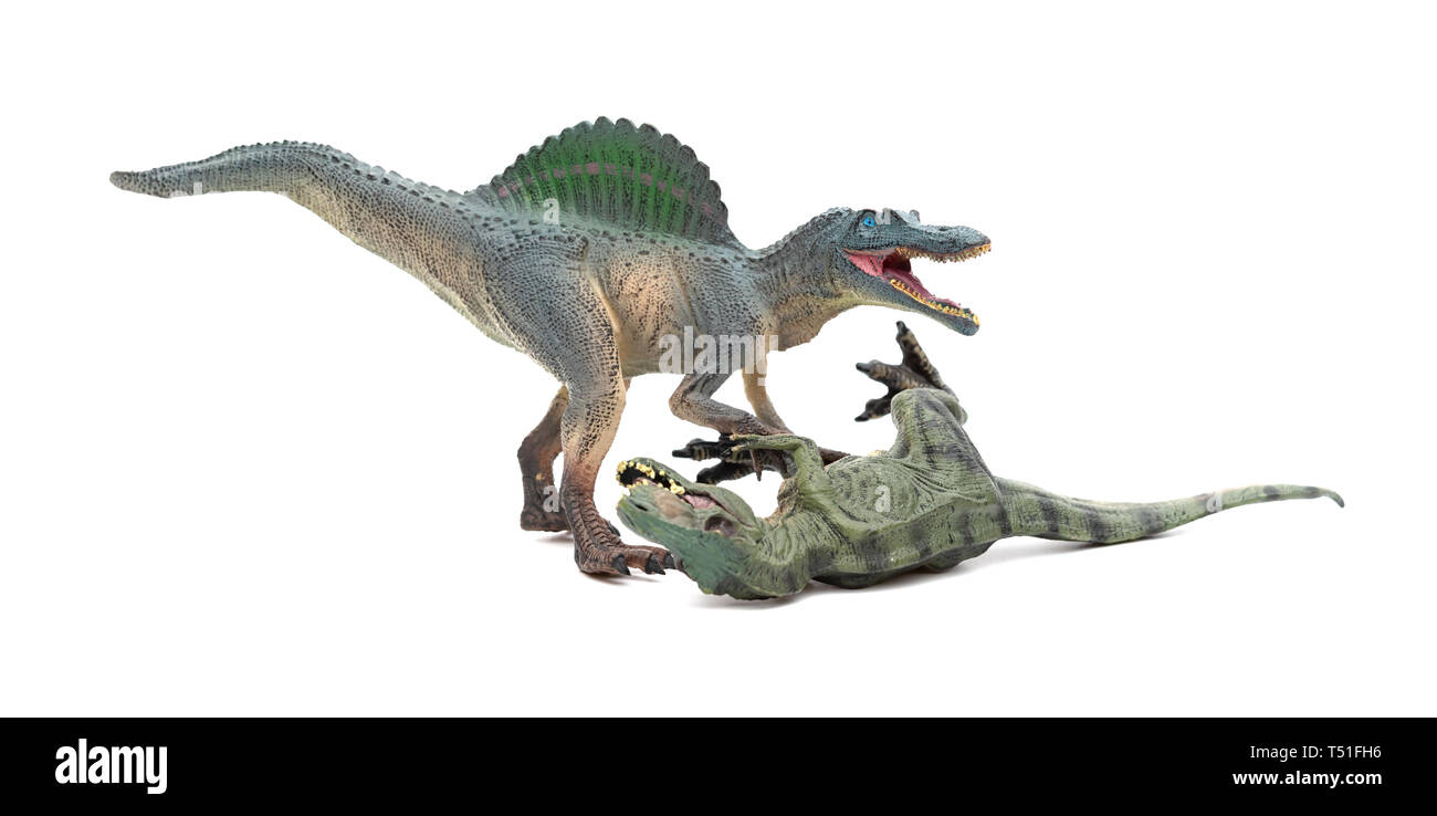 spinosaurus fights with tyrannosaurus on a white background Stock Photo ...