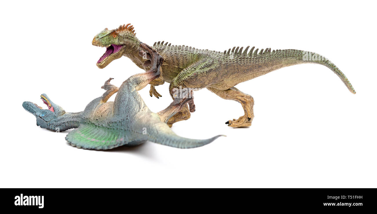 allosaurus fights with spinosaurus on a white background Stock Photo ...