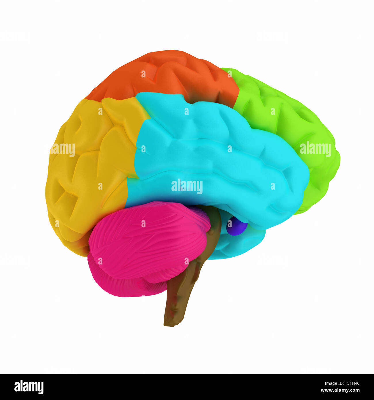 Colorfull human brain Stock Photo - Alamy