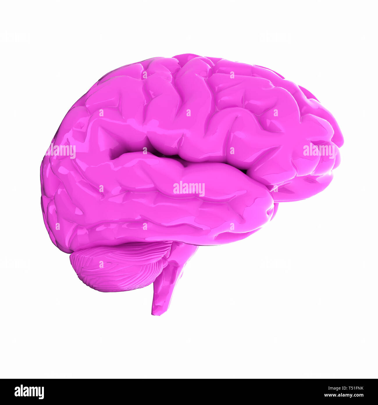 Brain anatomy vintage Cut Out Stock Images & Pictures - Alamy