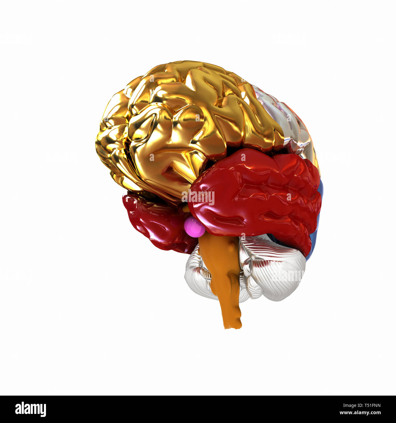 Vintage brain anatomy Cut Out Stock Images & Pictures - Alamy
