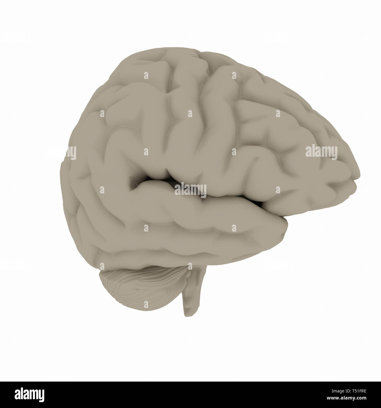 Brain anatomy vintage Cut Out Stock Images & Pictures - Alamy