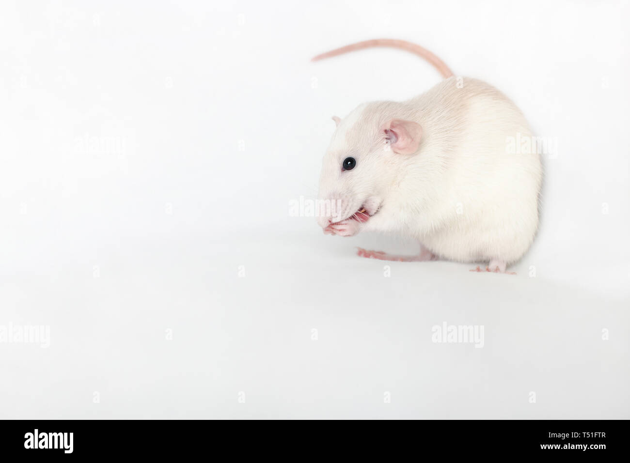 pure white rat washes in the corner Stock Photo - Alamy