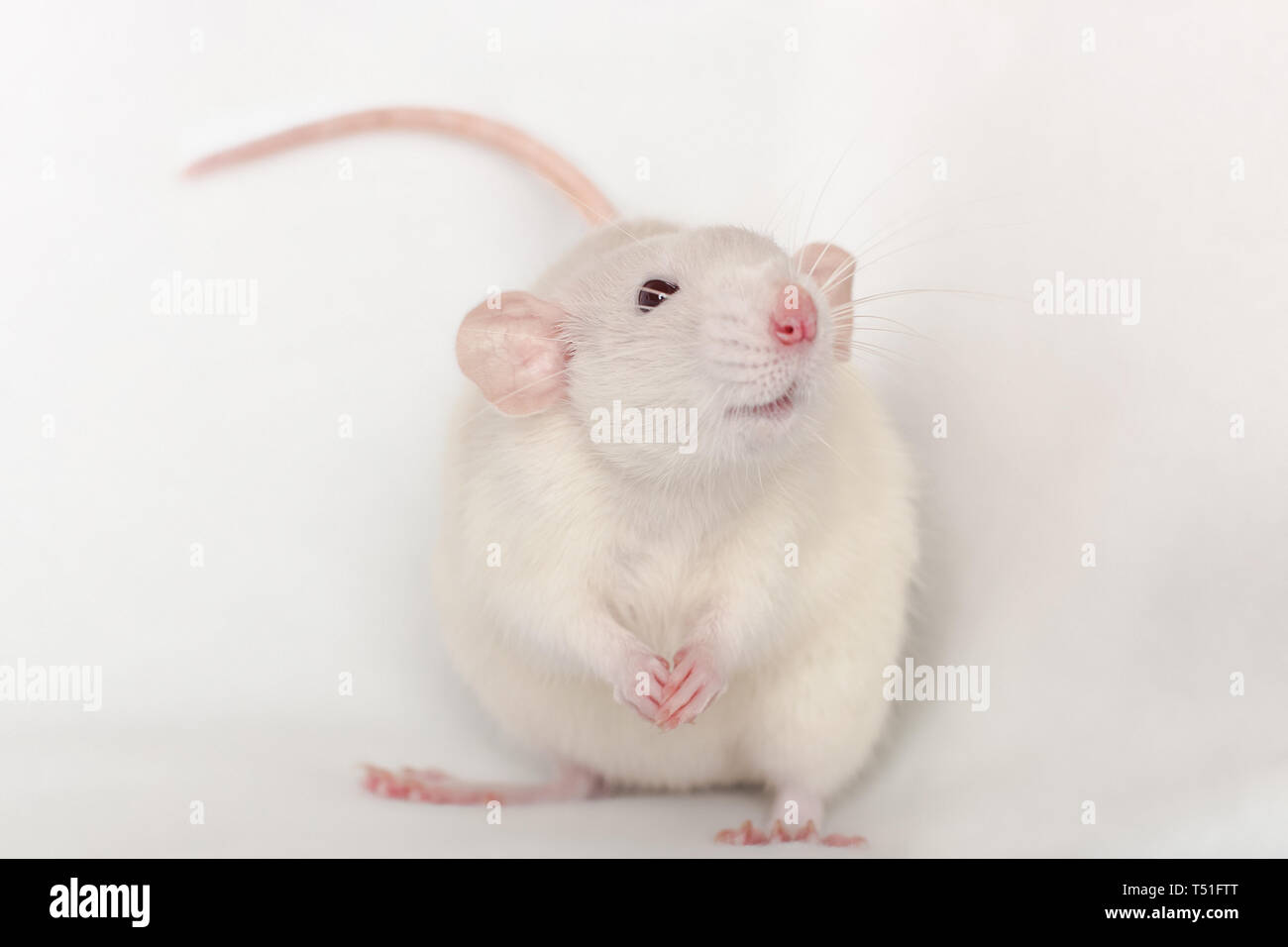 white smiling rat dumbo with large pink ears nose and tail Stock Photo ...