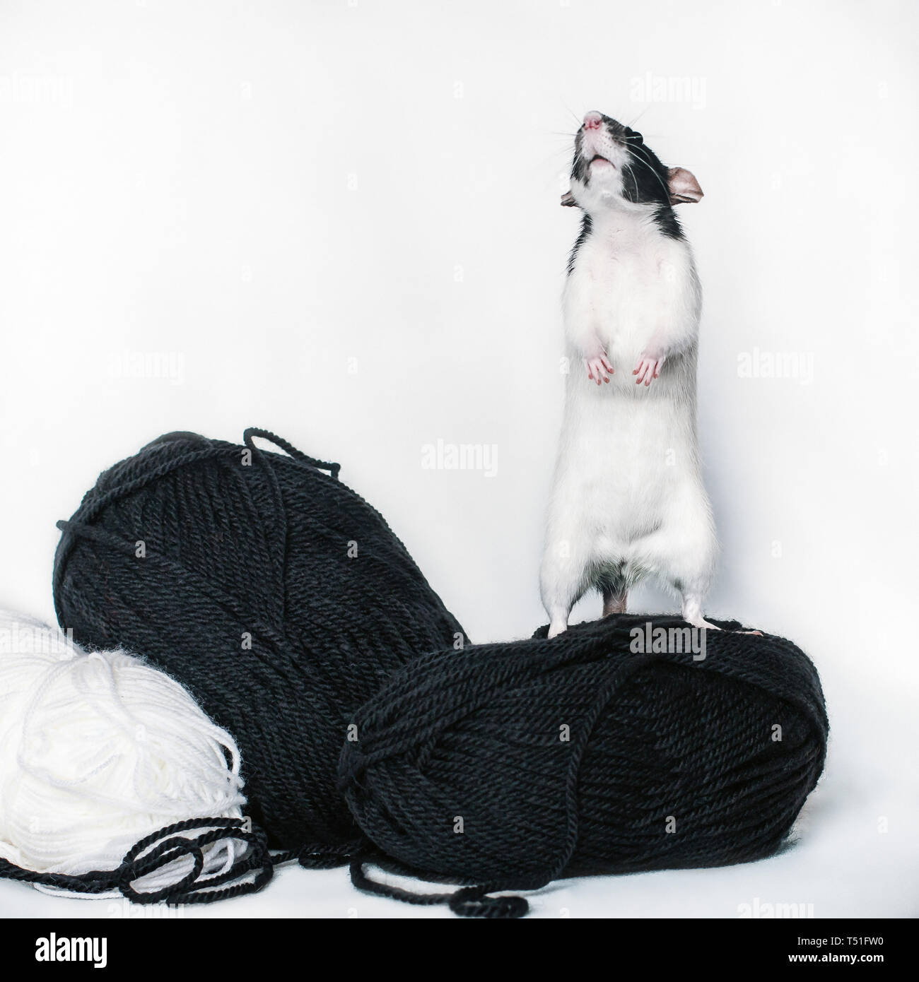 Black and white rat hi-res stock photography and images - Alamy