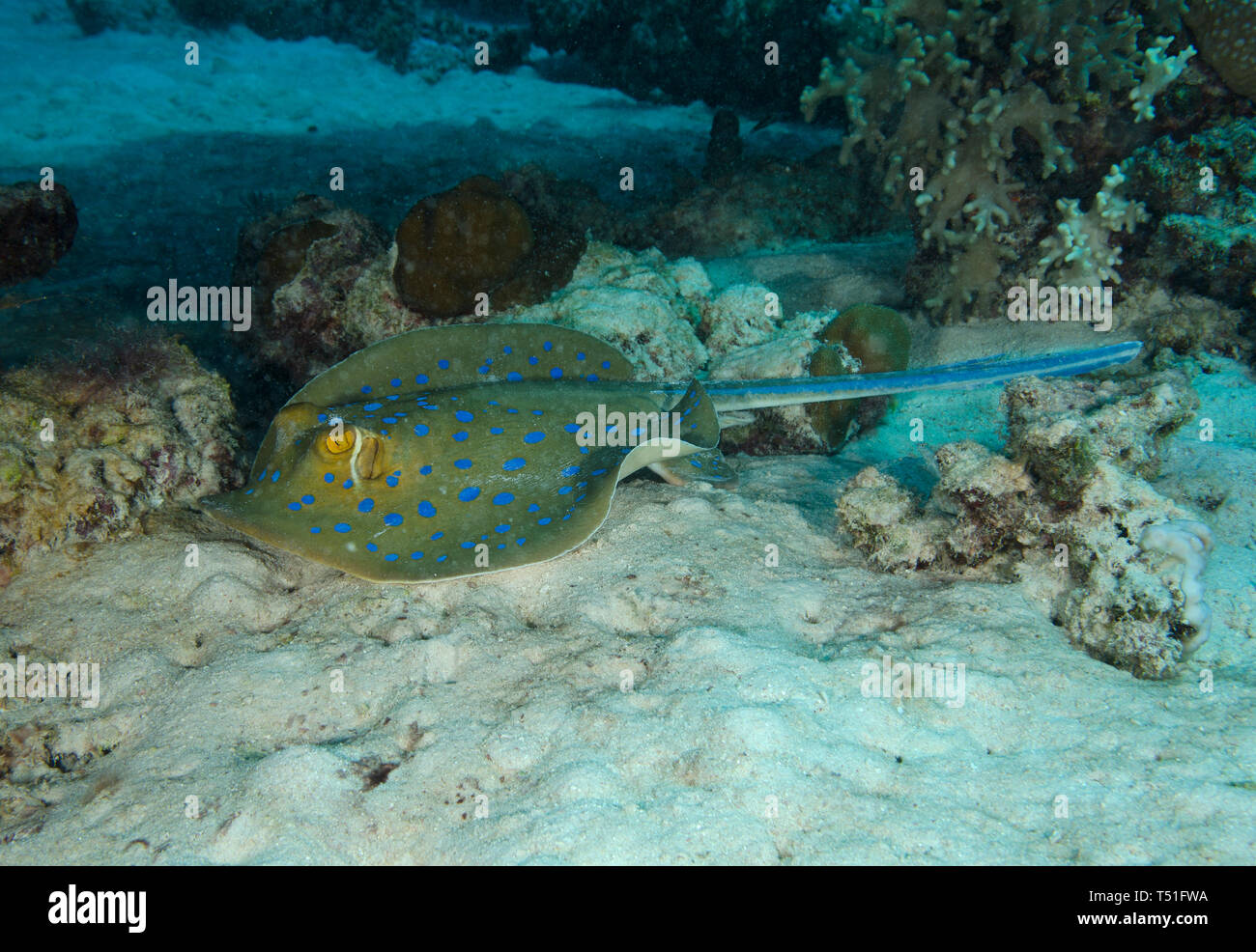 Blue spotted fantail ray taeniura lymma hi-res stock photography and ...