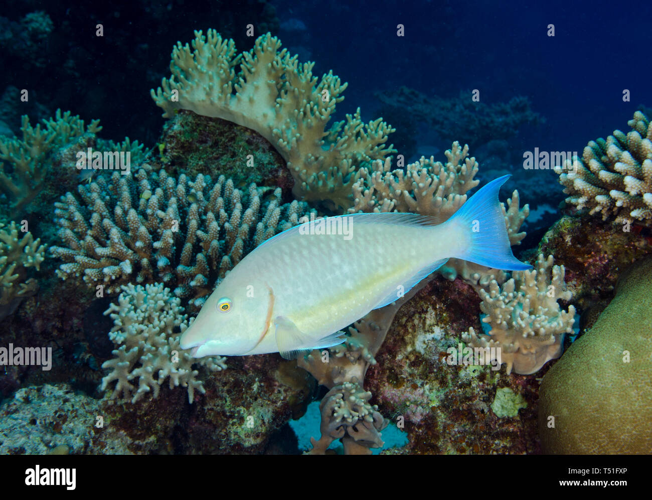 Longnose parrotfish, Hipposcarus harid, on coral reef in Hamata, Egypt ...