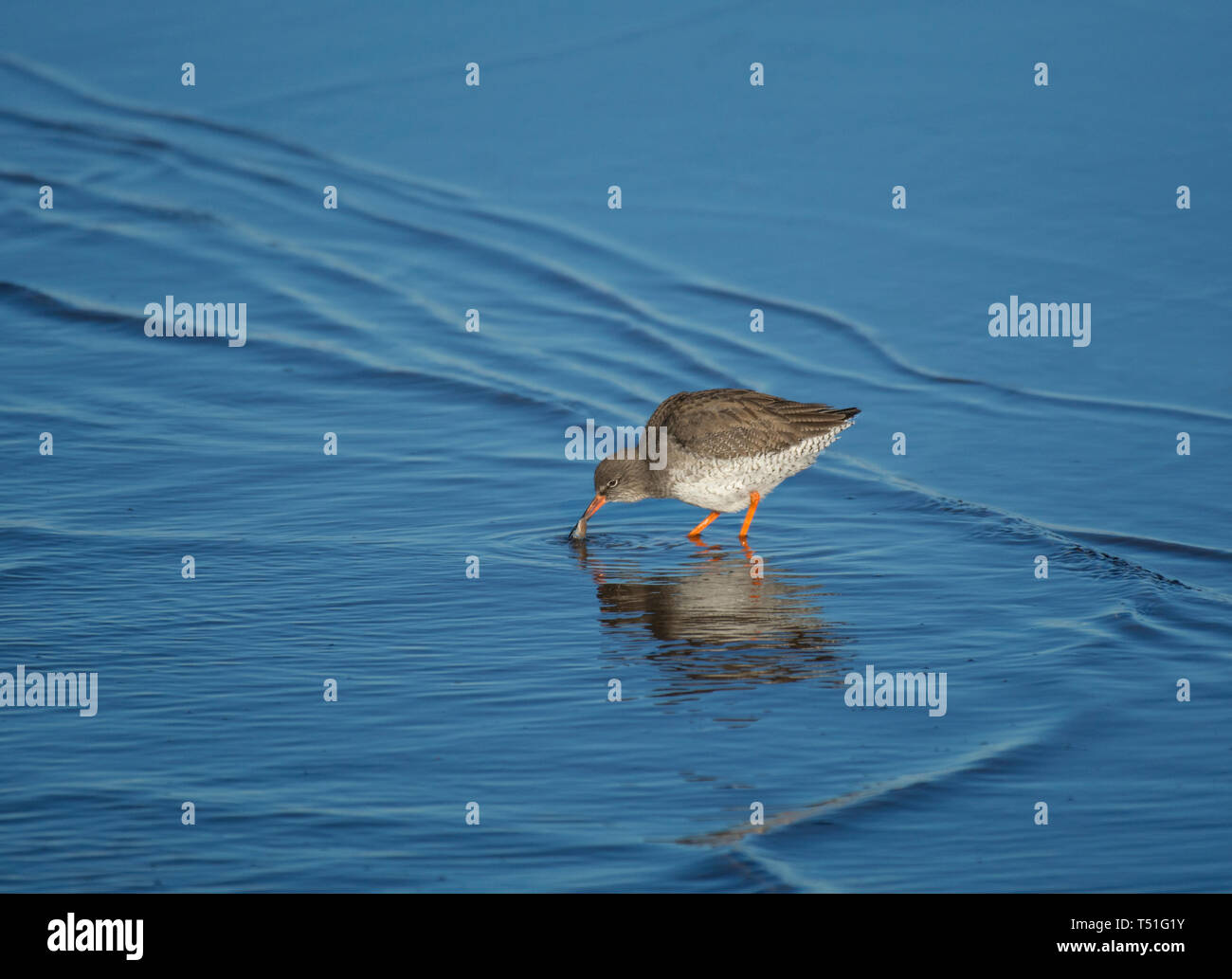 Redshank, Tringa totanus, with small crab at waters edge, Morecambe Bay ...