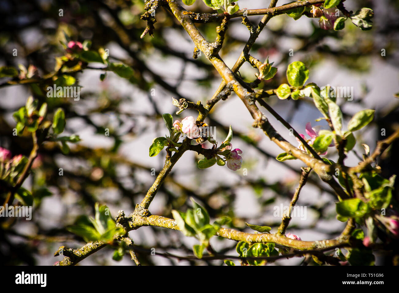 Bee pollinates apple tree in spring Stock Photo - Alamy