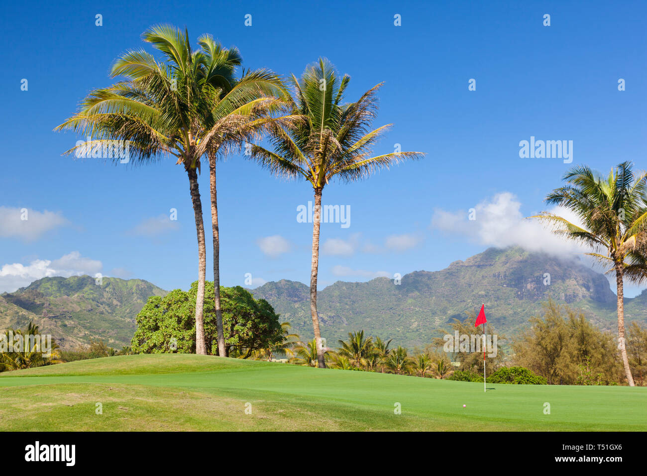 Golf palm tree hi-res stock photography and images - Alamy