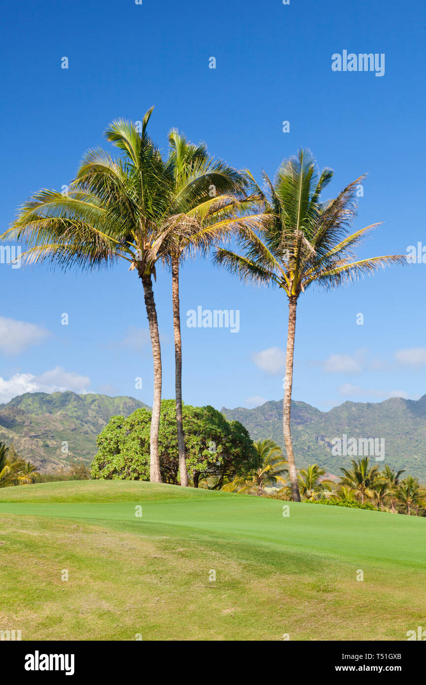 Golf palm tree hi-res stock photography and images - Alamy