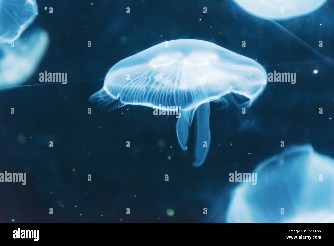 Underwater sea fish hi-res stock photography and images - Alamy