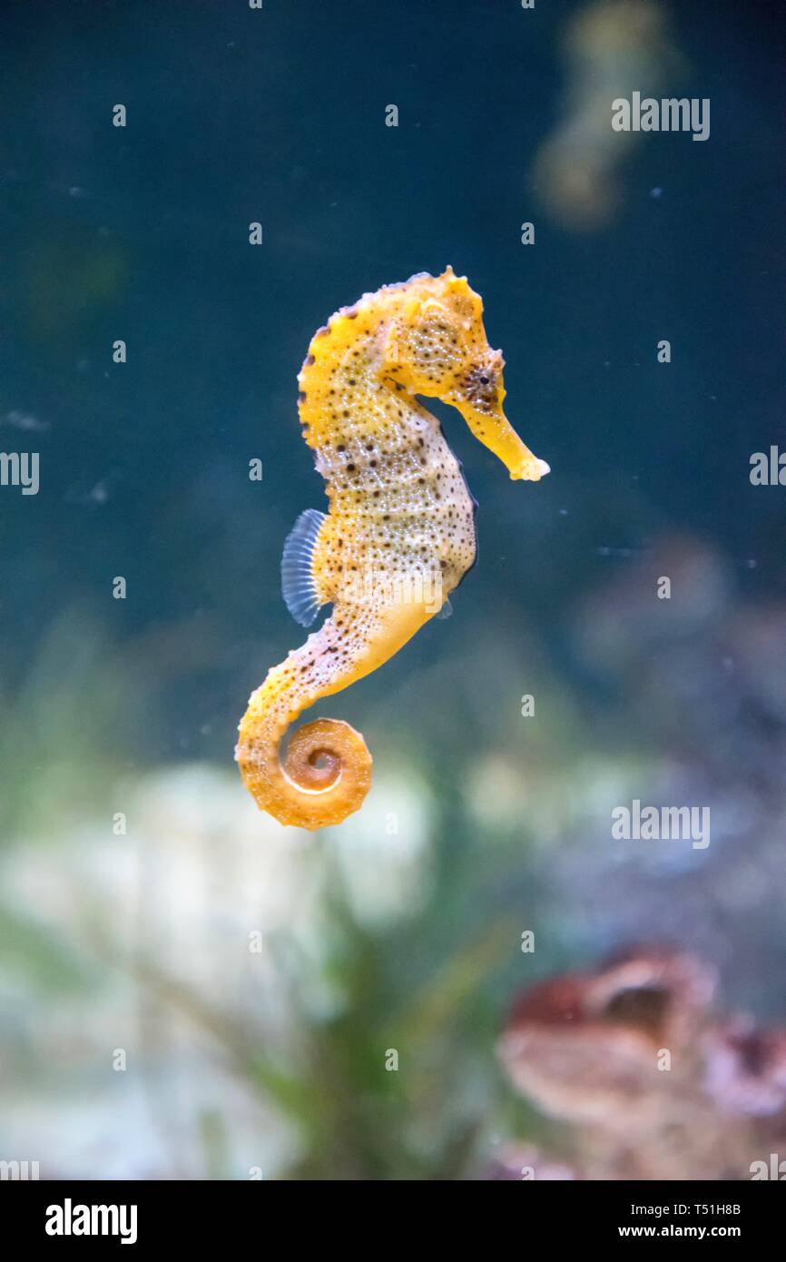 Underwater macrophotography hi-res stock photography and images - Alamy