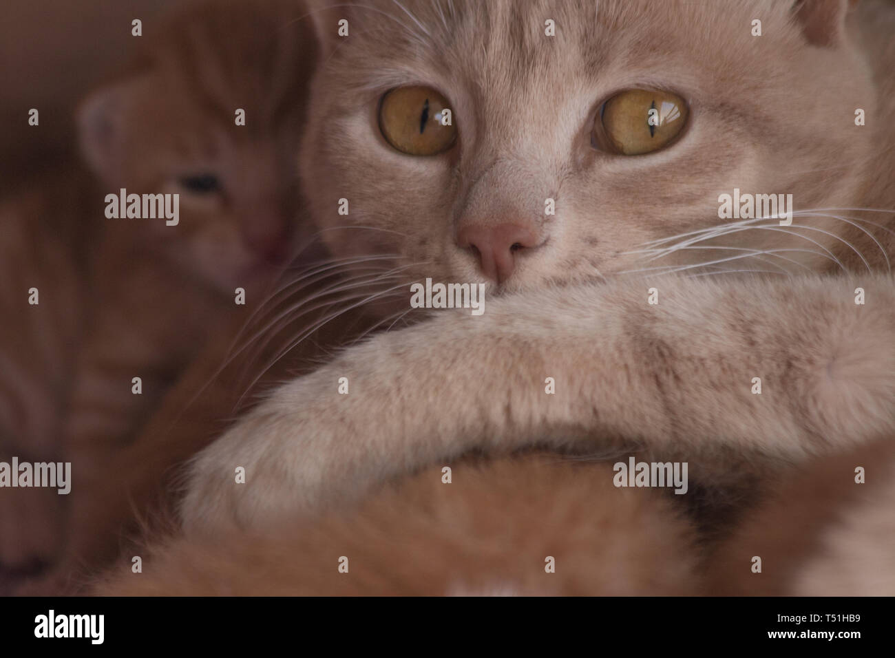 Cats at home Stock Photo - Alamy