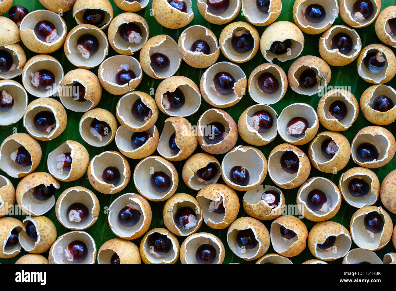 The shell and the bone from the Thai fruit longan. Longan peel shell ...