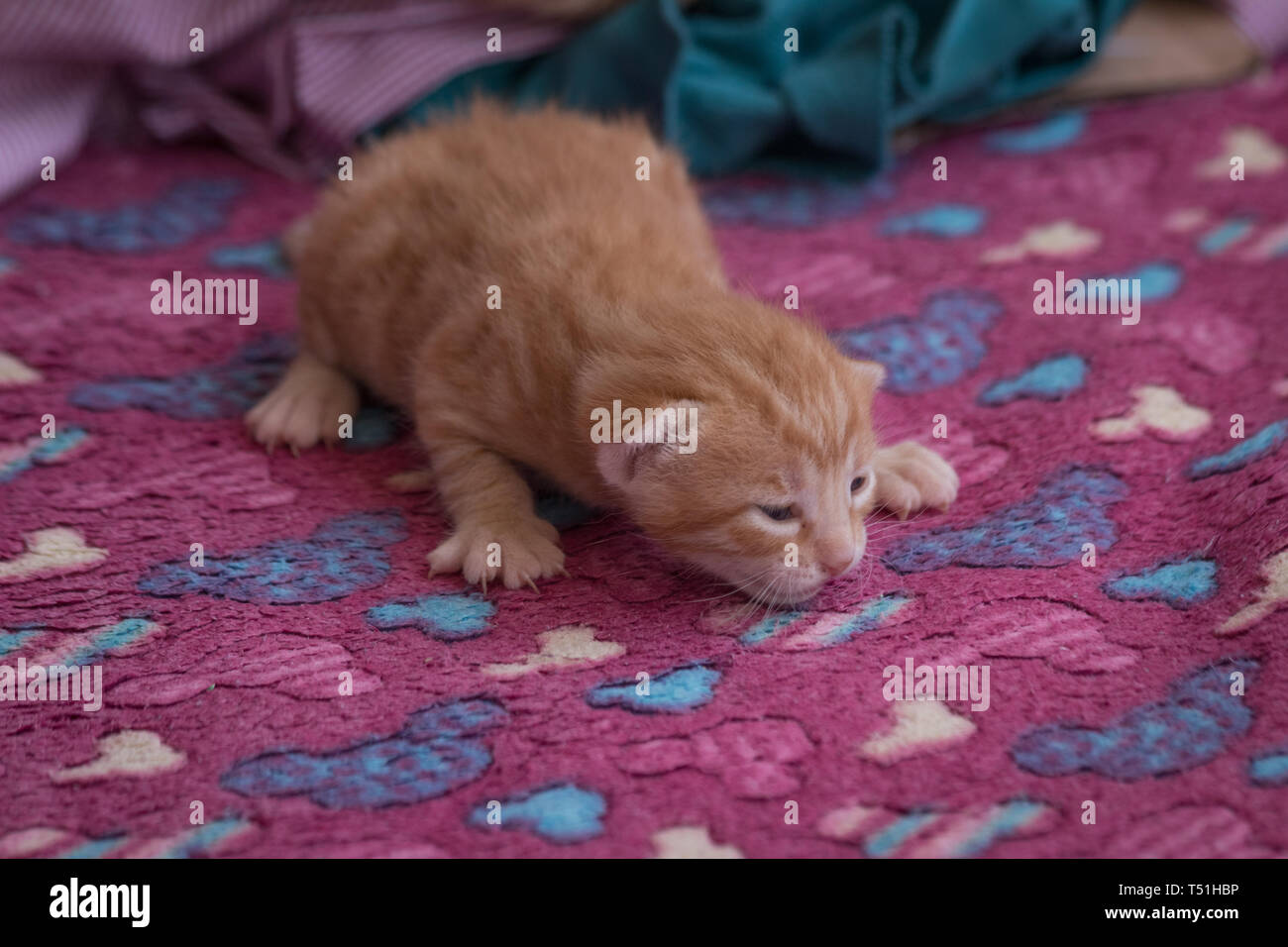 Cats at home Stock Photo - Alamy