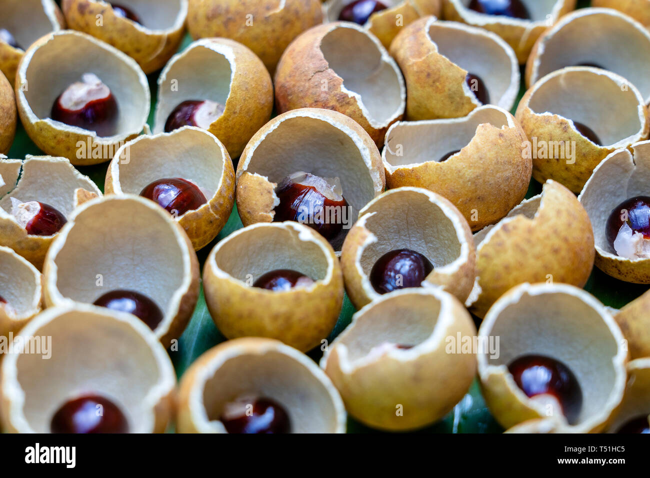 The shell and the bone from the Thai fruit longan. Longan peel shell ...