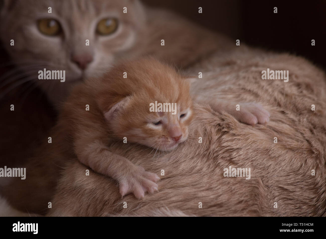 Cats at home Stock Photo - Alamy