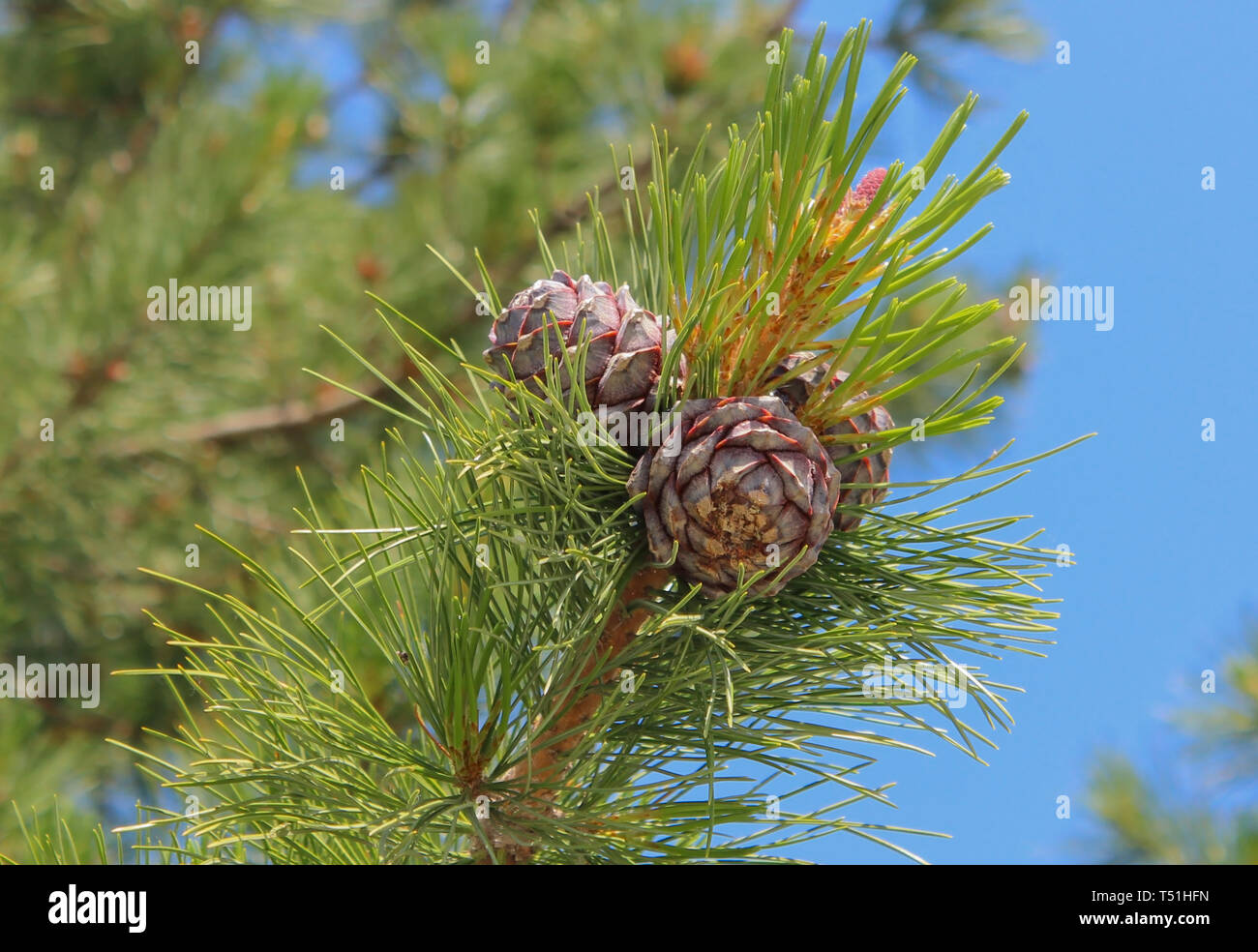 Siberian taiga cedar cones hi-res stock photography and images - Alamy