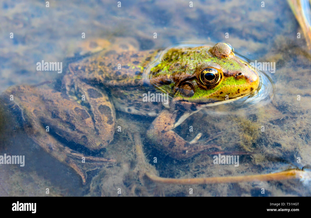 Frog is sitting in a swamp to stick his head out of the water Stock ...